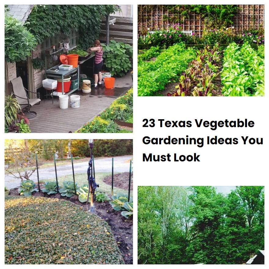 23 Texas Vegetable Gardening Ideas You Must Look | SharonSable