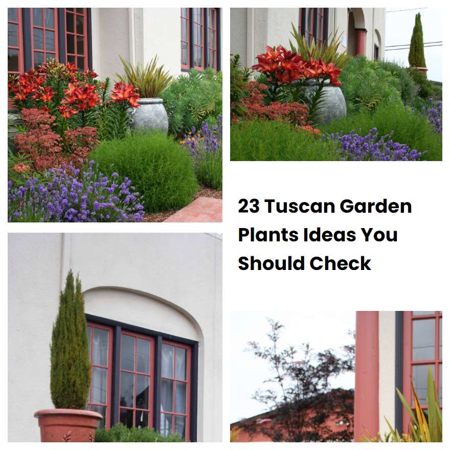 23 Tuscan Garden Plants Ideas You Should Check | SharonSable