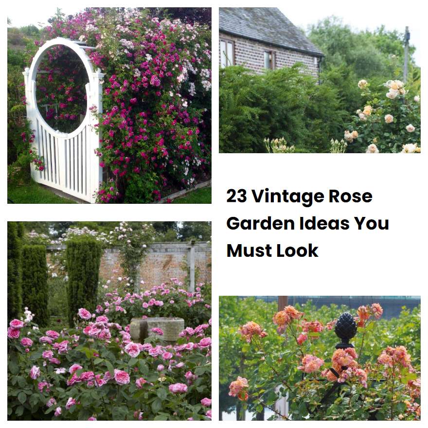 23 Vintage Rose Garden Ideas You Must Look | SharonSable