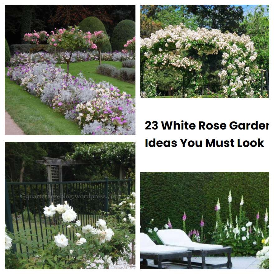 23 White Rose Garden Ideas You Must Look | SharonSable