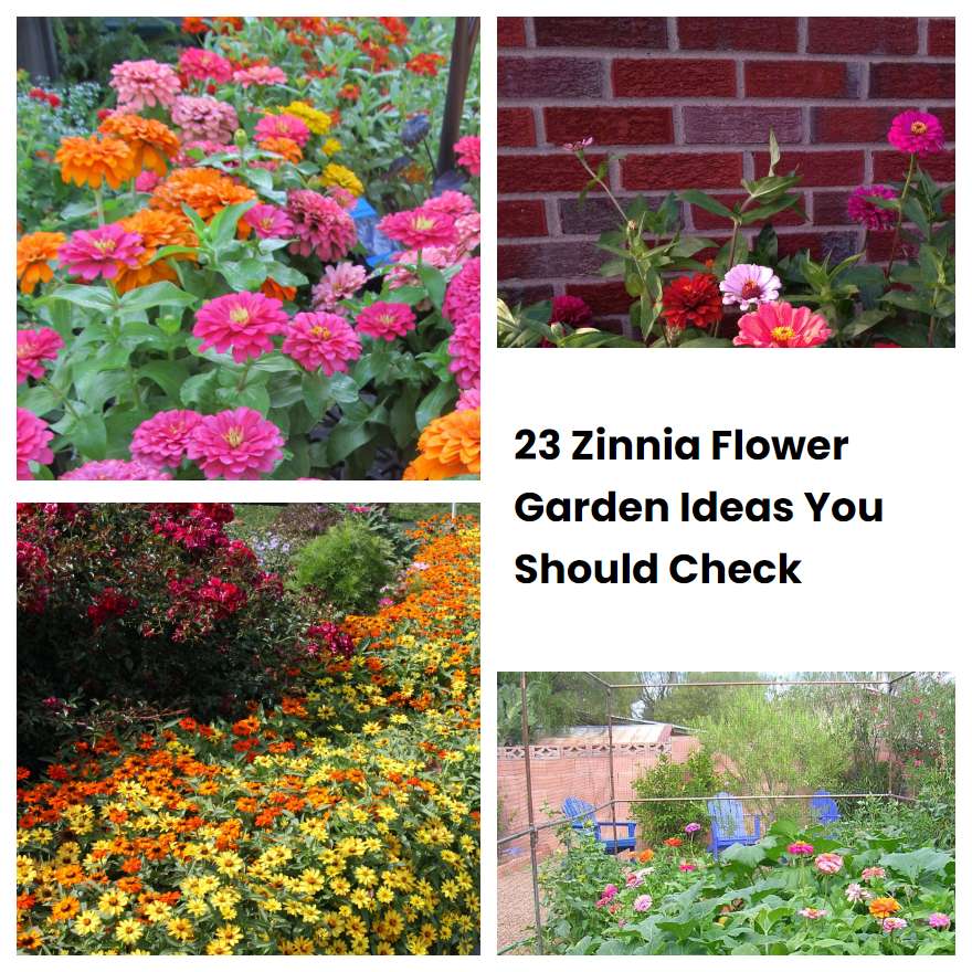 23 Zinnia Flower Garden Ideas You Should Check | SharonSable
