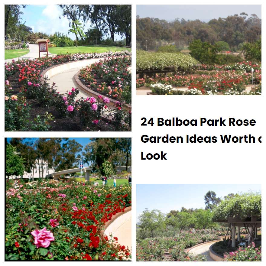 24 Balboa Park Rose Garden Ideas Worth a Look | SharonSable