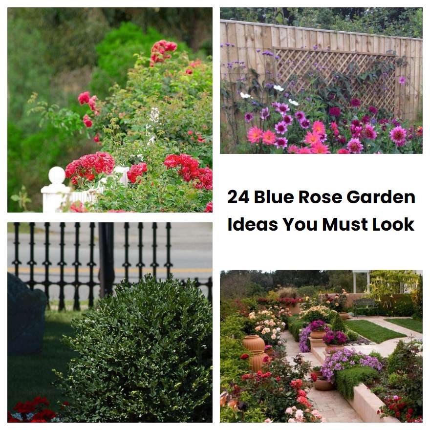 24 Blue Rose Garden Ideas You Must Look | SharonSable