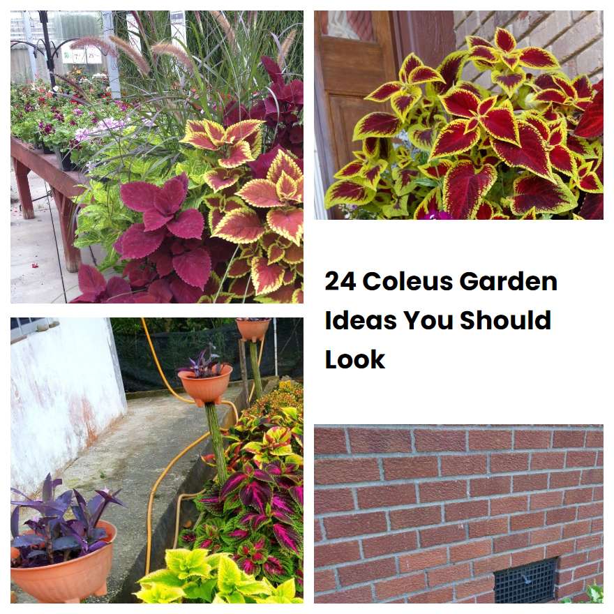 24 Coleus Garden Ideas You Should Look | SharonSable