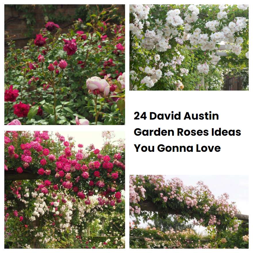 24 David Austin Garden Roses Ideas You Gonna Love | SharonSable