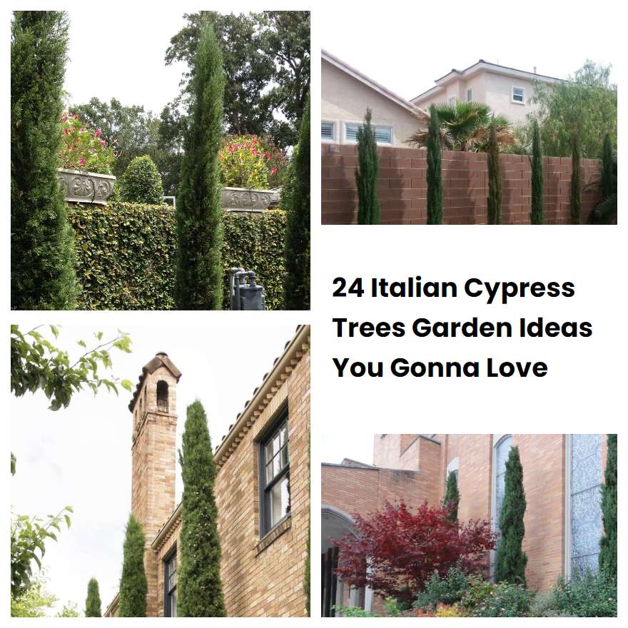 24 Italian Cypress Trees Garden Ideas You Gonna Love | SharonSable