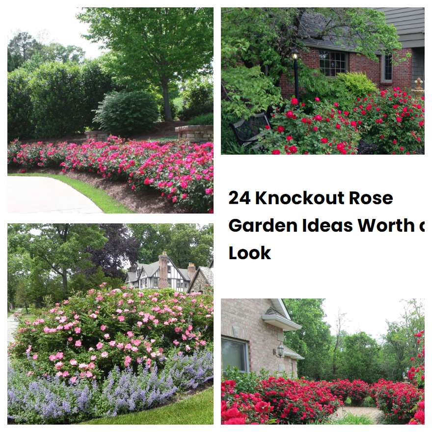 24 Knockout Rose Garden Ideas Worth a Look | SharonSable