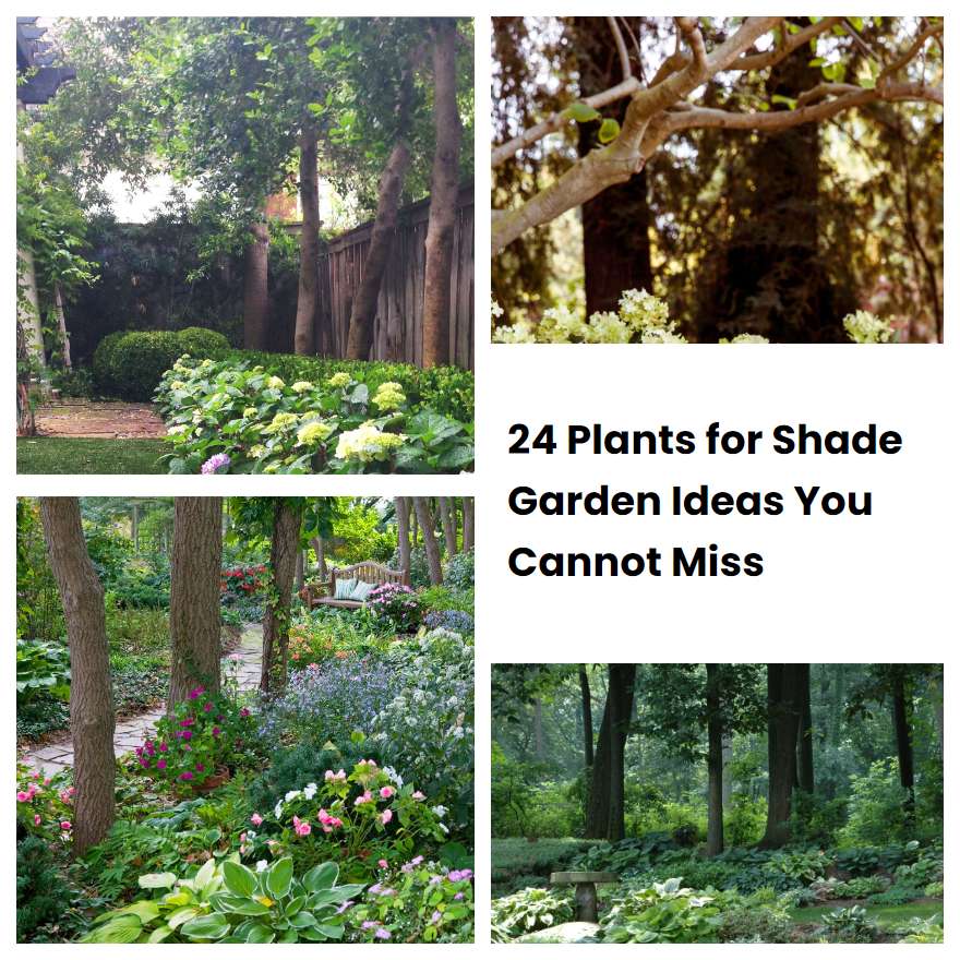 24 Plants for Shade Garden Ideas You Cannot Miss | SharonSable