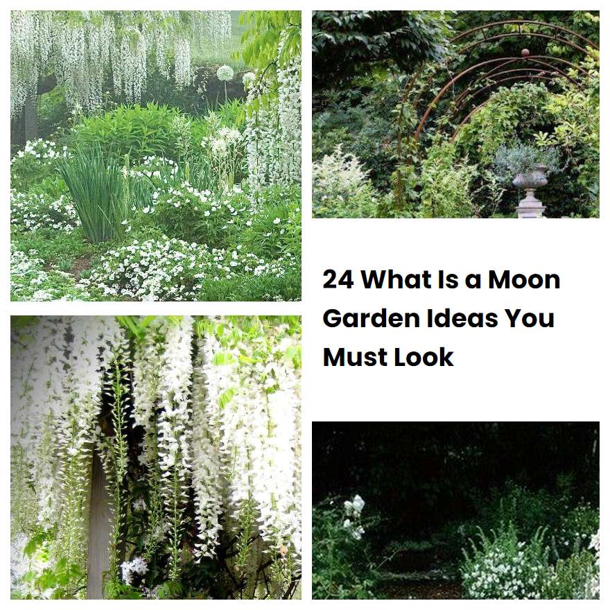 24 What Is a Moon Garden Ideas You Must Look | SharonSable