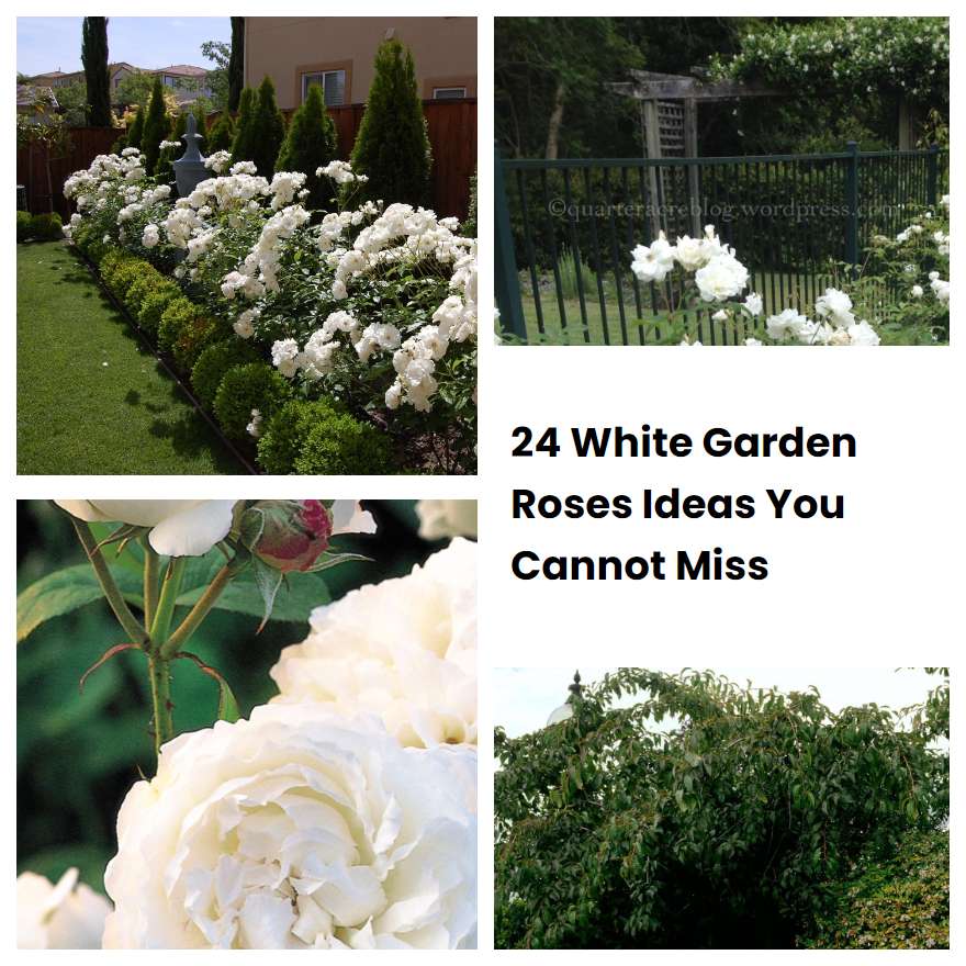 24 White Garden Roses Ideas You Cannot Miss | SharonSable