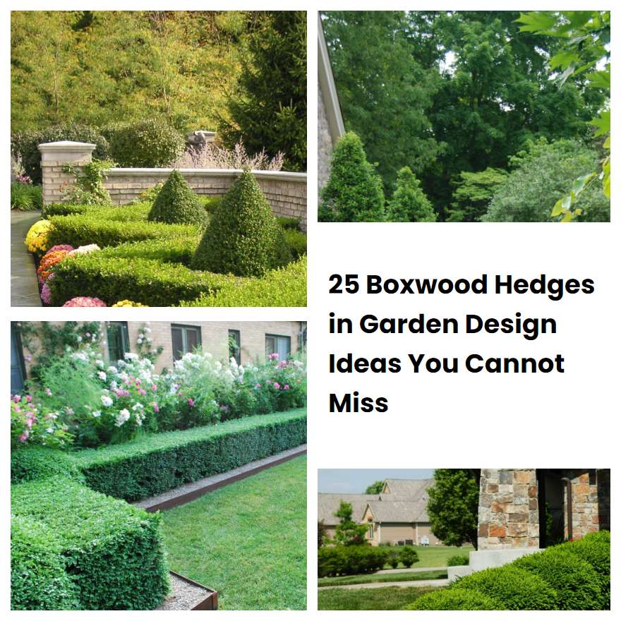 25 Boxwood Hedges in Garden Design Ideas You Cannot Miss | SharonSable