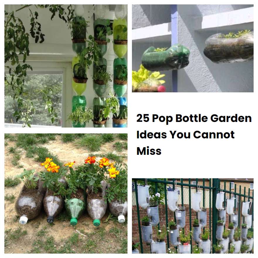 25 Pop Bottle Garden Ideas You Cannot Miss | SharonSable