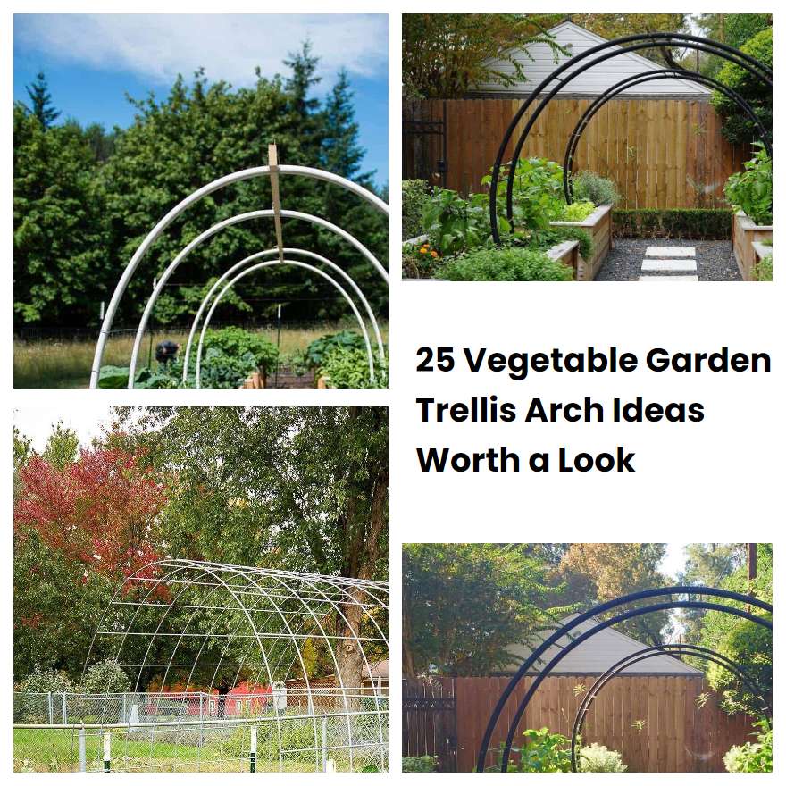 25 Vegetable Garden Trellis Arch Ideas Worth a Look | SharonSable